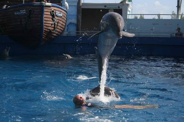 Five Movie Scenes Where Dolphins Were the Main Characters